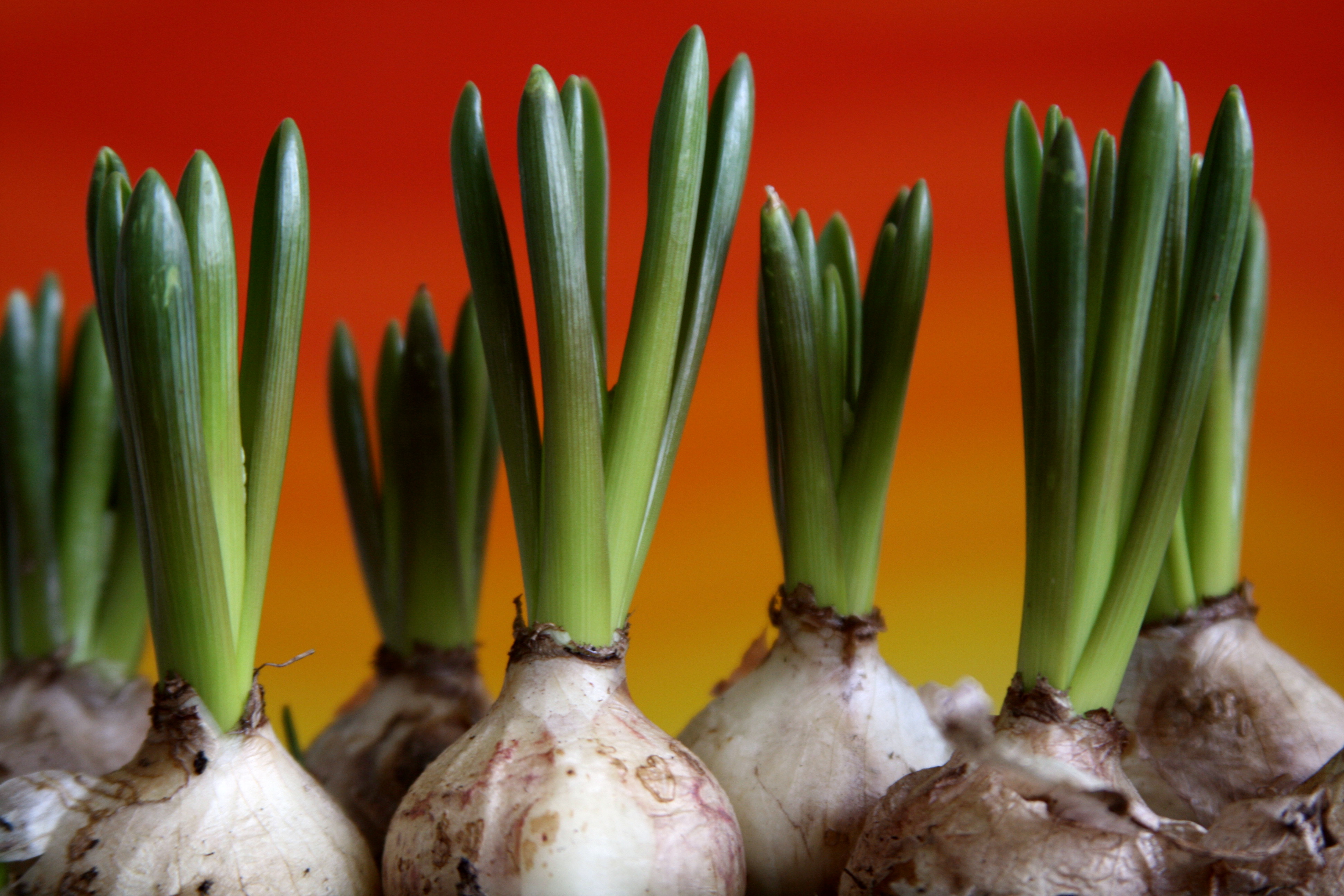 Bulbs Corms And Tubers Canada s LOCAL Gardener Magazine Bulbs Corms And Tubers Canada s LOCAL Gardener Magazine