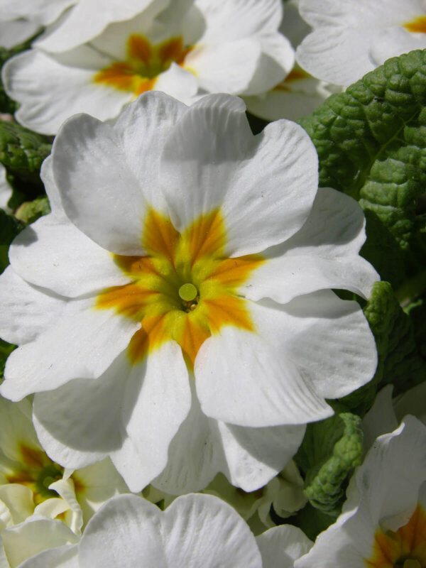 Garden Stars Month by Month - Canada's Local Gardener magazine