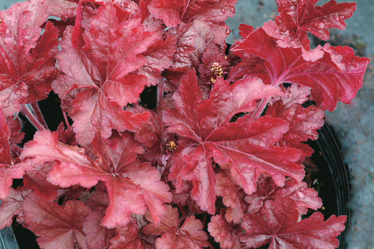 The Happy Heuchera - Canada's Local Gardener magazine
