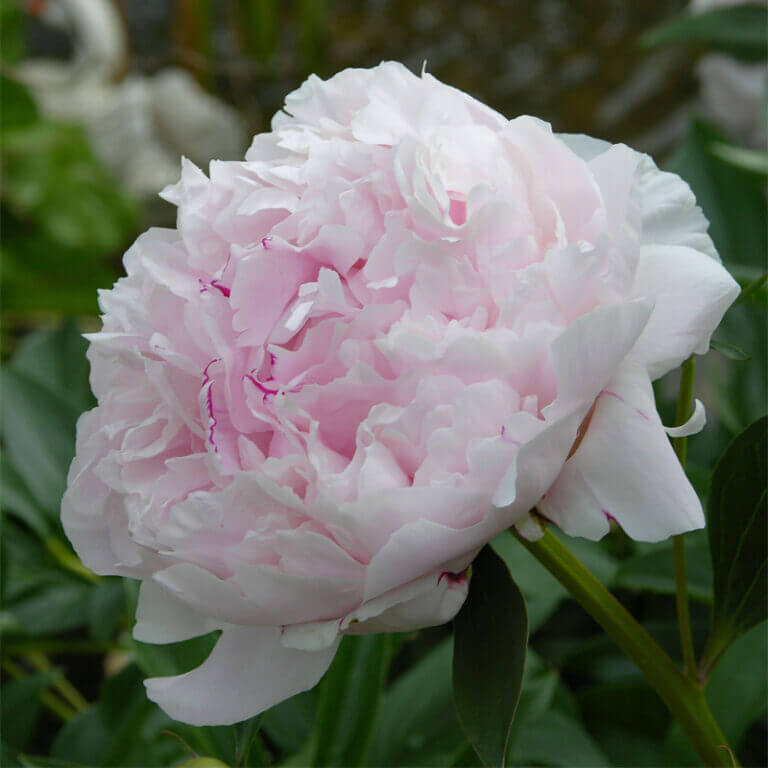 About Peonies - Canada's Local Gardener magazine
