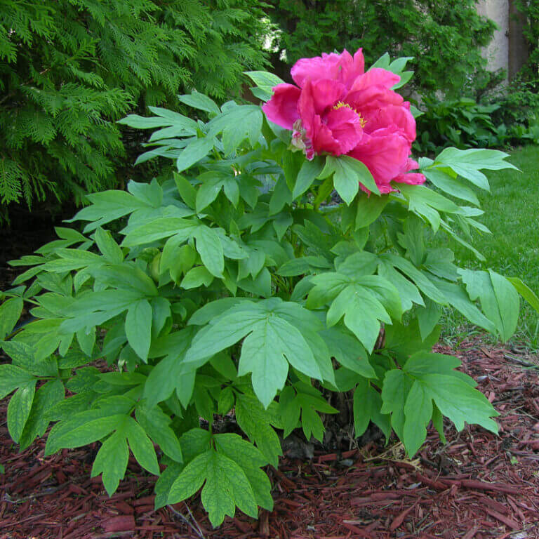 About Peonies - Canada's Local Gardener magazine