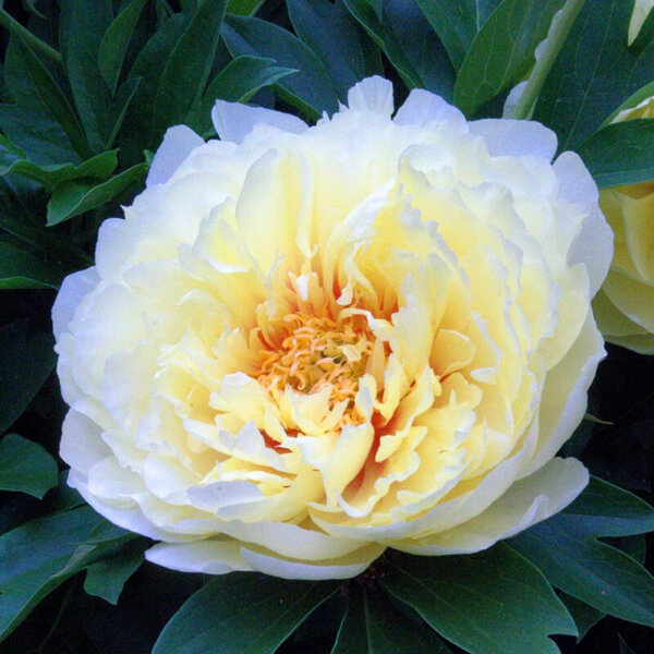 About Peonies - Canada's Local Gardener magazine