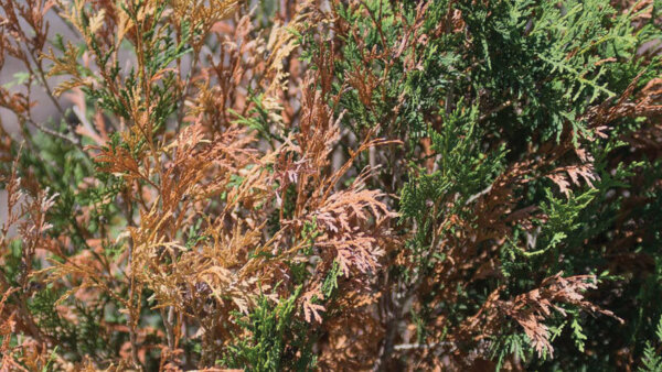 How to Prevent and Deal with Winter Burn on Evergreens - Canada's Local ...