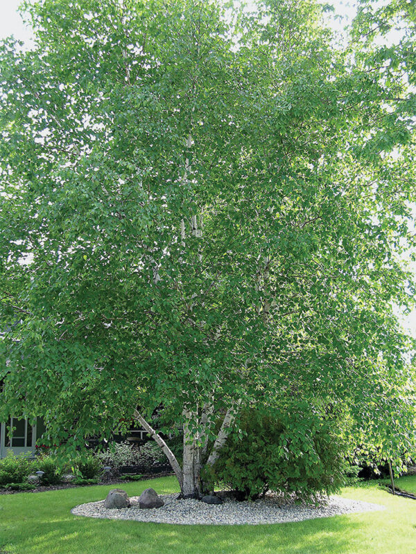 Birch Trees in the Urban Landscape - Canada's Local Gardener magazine