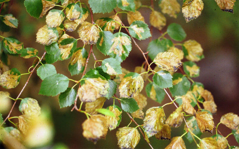 Common Birch Tree Pests - Canada's Local Gardener magazine