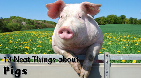10 Neat Things About Pigs - Canada's Local Gardener magazine