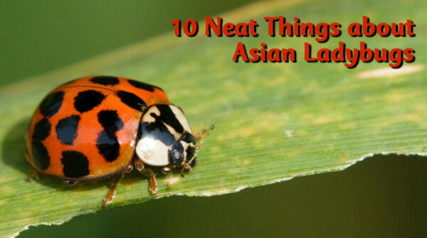 About Asian Ladybugs - Canada's Local Gardener magazine