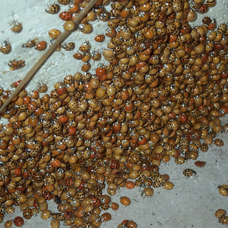 About Asian Ladybugs - Canada's Local Gardener magazine