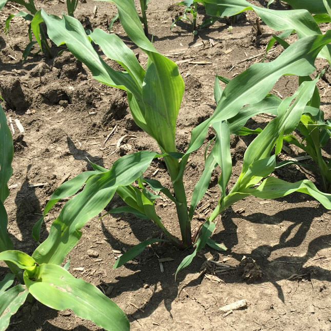 About Corn plant - Canada's Local Gardener magazine