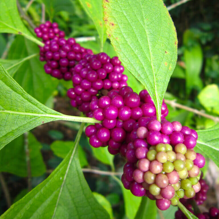 10 Neat Things About Winter Berries - Canada's Local Gardener magazine