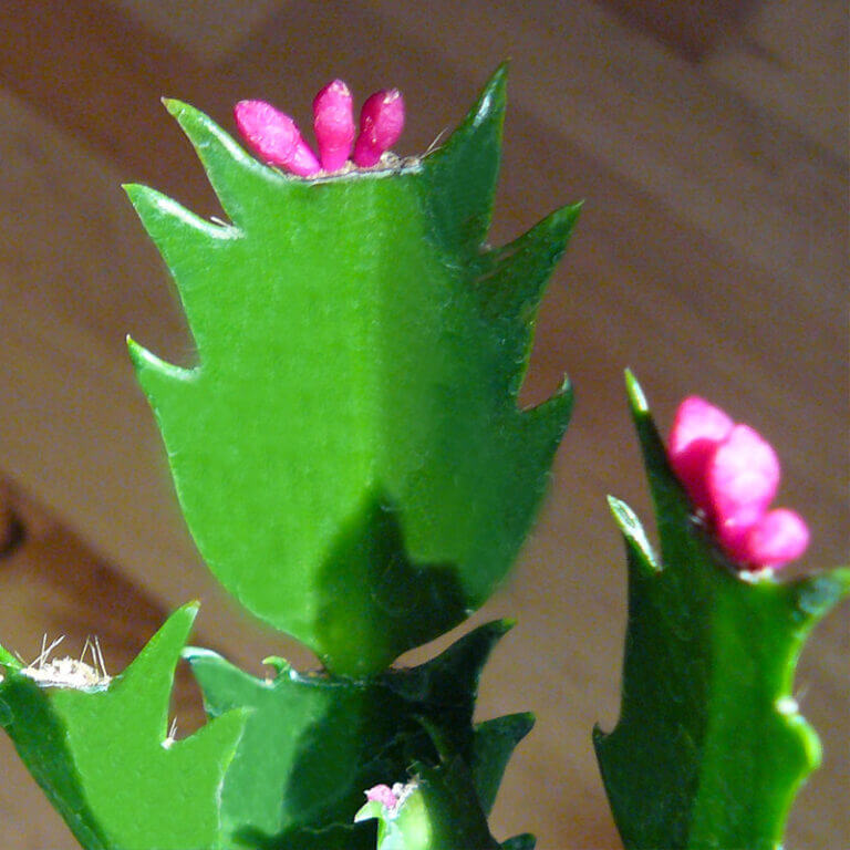 10 Neat Things About Christmas Cactus - Canada's Local Gardener magazine