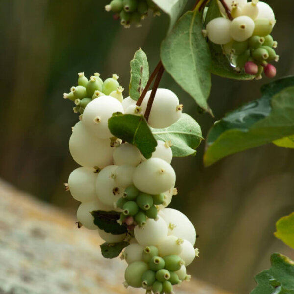 10 Neat Things About Winter Berries - Canada's Local Gardener magazine