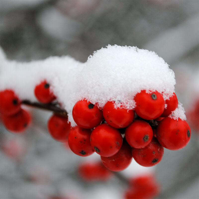 10 Neat Things About Winter Berries - Canada's Local Gardener magazine