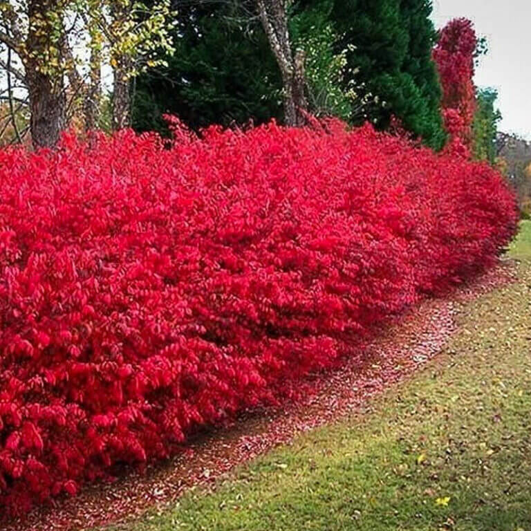 About Shrubs - Canada's Local Gardener magazine