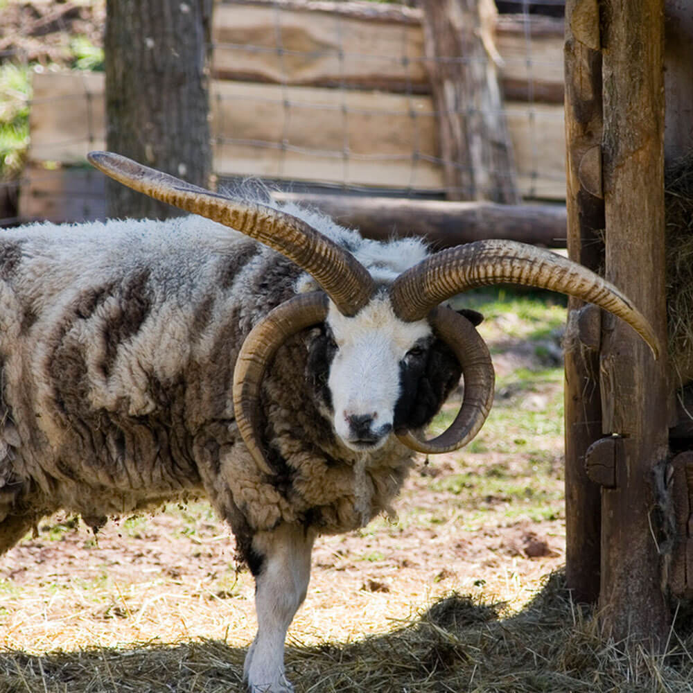 About Sheep - Canada's Local Gardener magazine