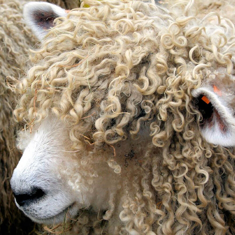 About Sheep - Canada's Local Gardener magazine