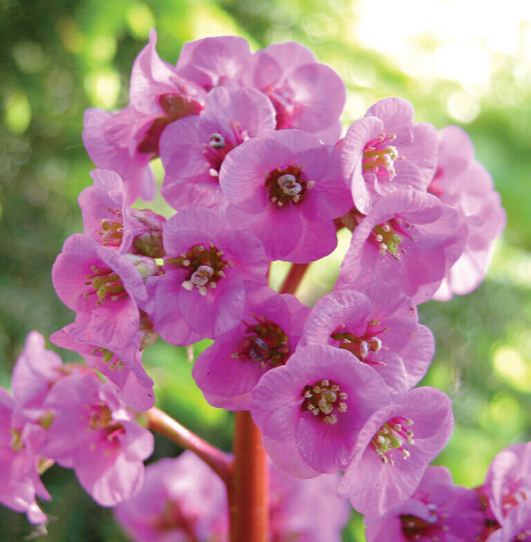 Plant Pig Squeak for Next Year - Canada's Local Gardener magazine