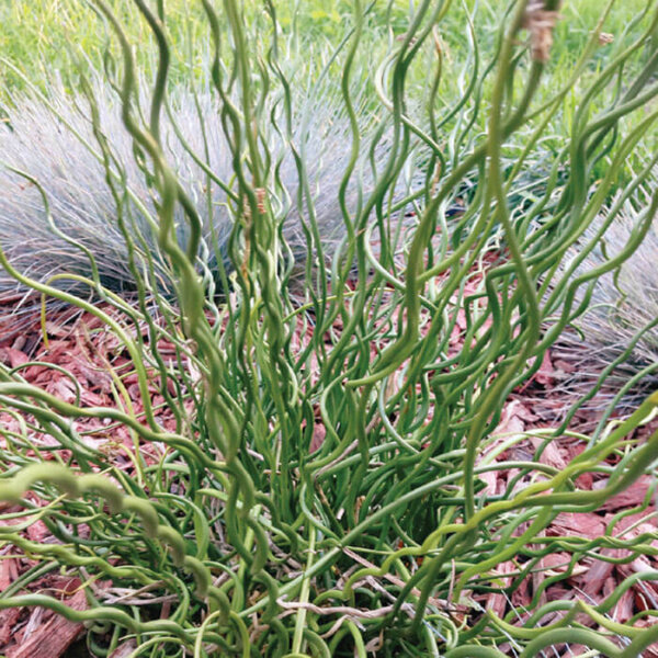 The Grasses - Canada's Local Gardener magazine