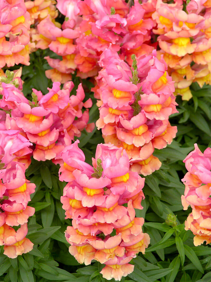 Plants for your Kid Gardener - Canada's Local Gardener magazine