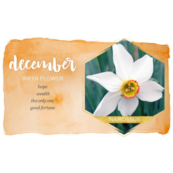 10 Neat Things About December - Canada's Local Gardener magazine