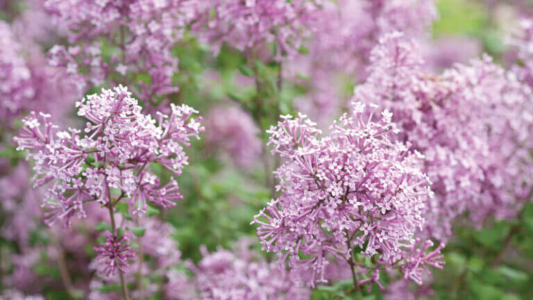 Lilacs – Old is new again - Canada's Local Gardener magazine