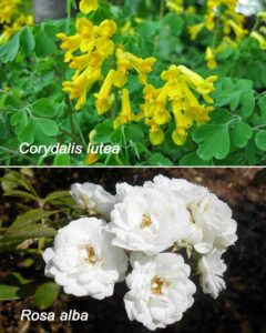Latin Names - Canada's Local Gardener magazine