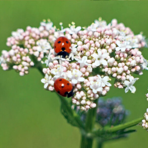 About Ladybugs - Canada's Local Gardener magazine