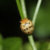 About Ladybugs - Canada's Local Gardener magazine
