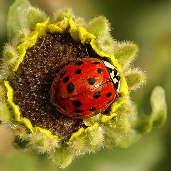 About Ladybugs - Canada's Local Gardener magazine