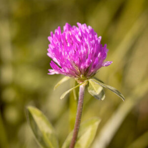 About Clover - Canada's Local Gardener magazine