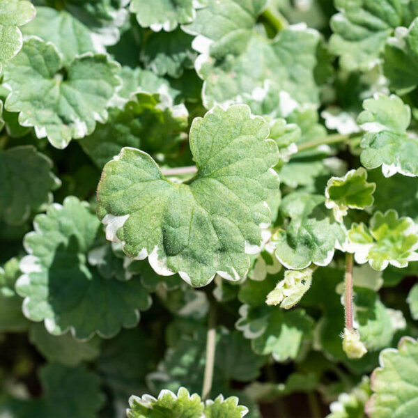 About Creeping Charlie - Canada's Local Gardener magazine
