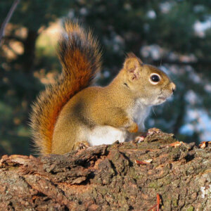 10 Neat Things About Red Squirrels - Canada's Local Gardener magazine