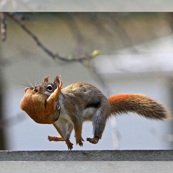 10 Neat Things About Red Squirrels - Canada's Local Gardener magazine