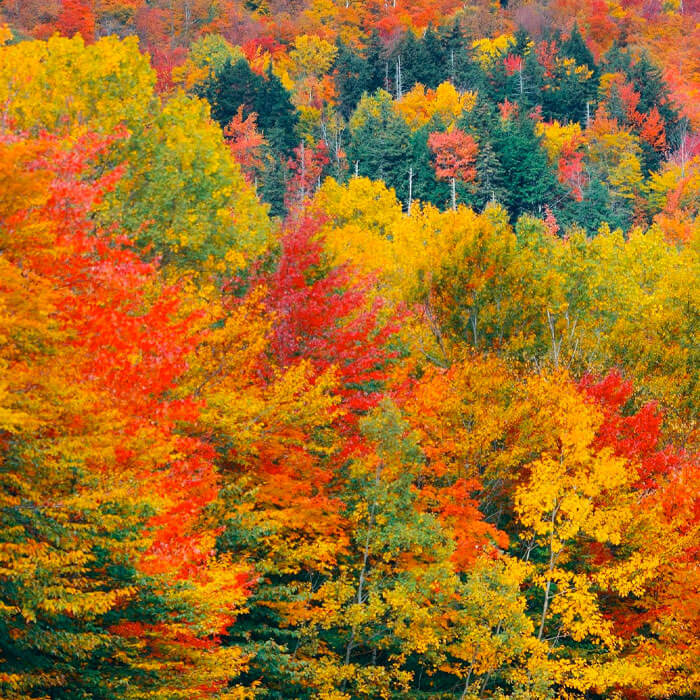 10 Neat Things About Fall Leaves - Canada's Local Gardener magazine