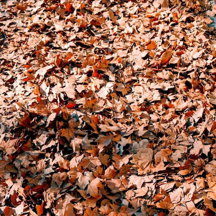 10 Neat Things About Fall Leaves - Canada's Local Gardener magazine