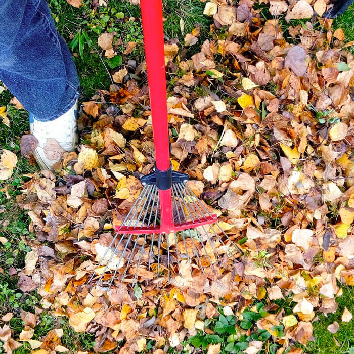 10 Neat Things About Fall Leaves - Canada's Local Gardener magazine