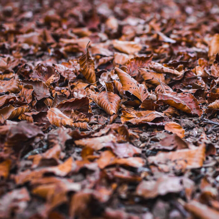 10 Neat Things About Fall Leaves - Canada's Local Gardener magazine