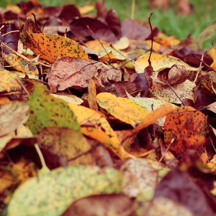10 Neat Things About Fall Leaves - Canada's Local Gardener magazine