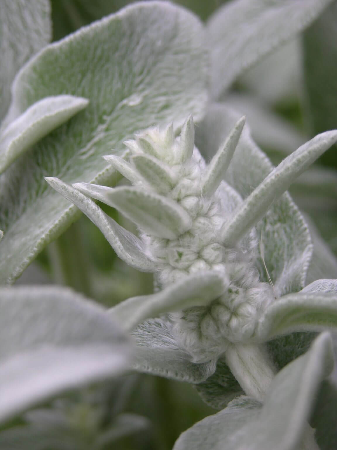 6 Soft and Fuzzy Plants - Canada's Local Gardener magazine