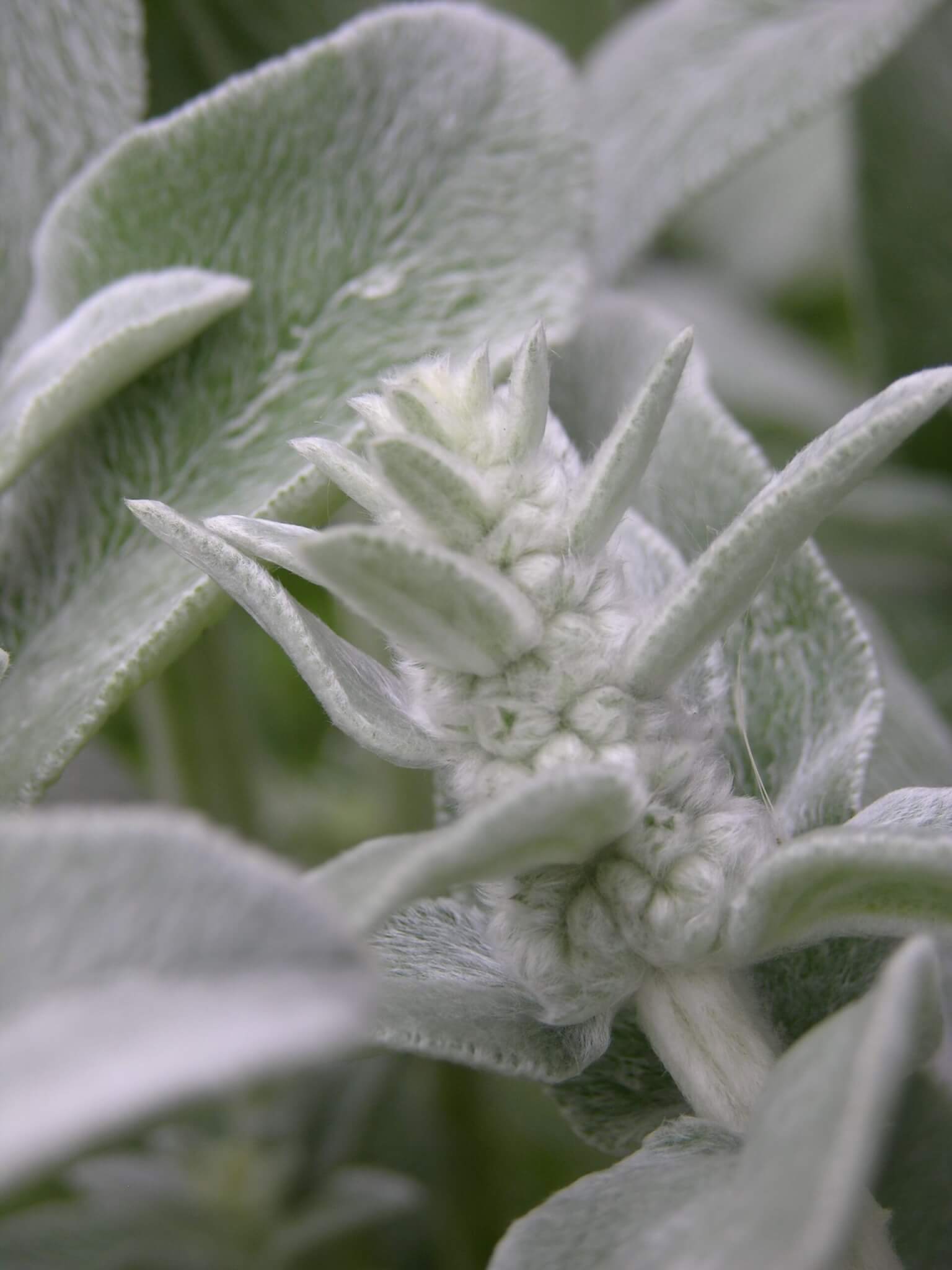 6 Soft and Fuzzy Plants - Canada's Local Gardener magazine