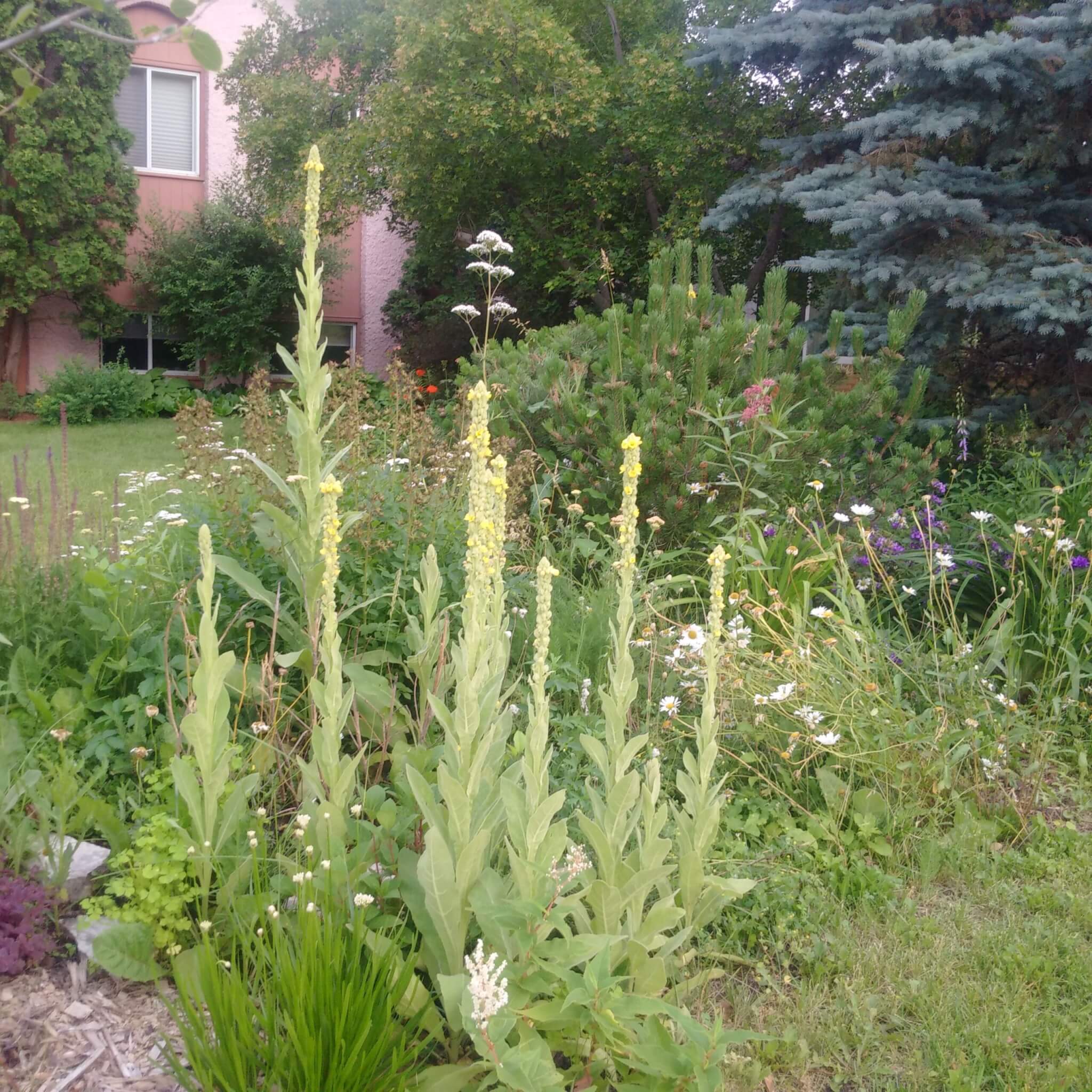 6 Soft and Fuzzy Plants - Canada's Local Gardener magazine