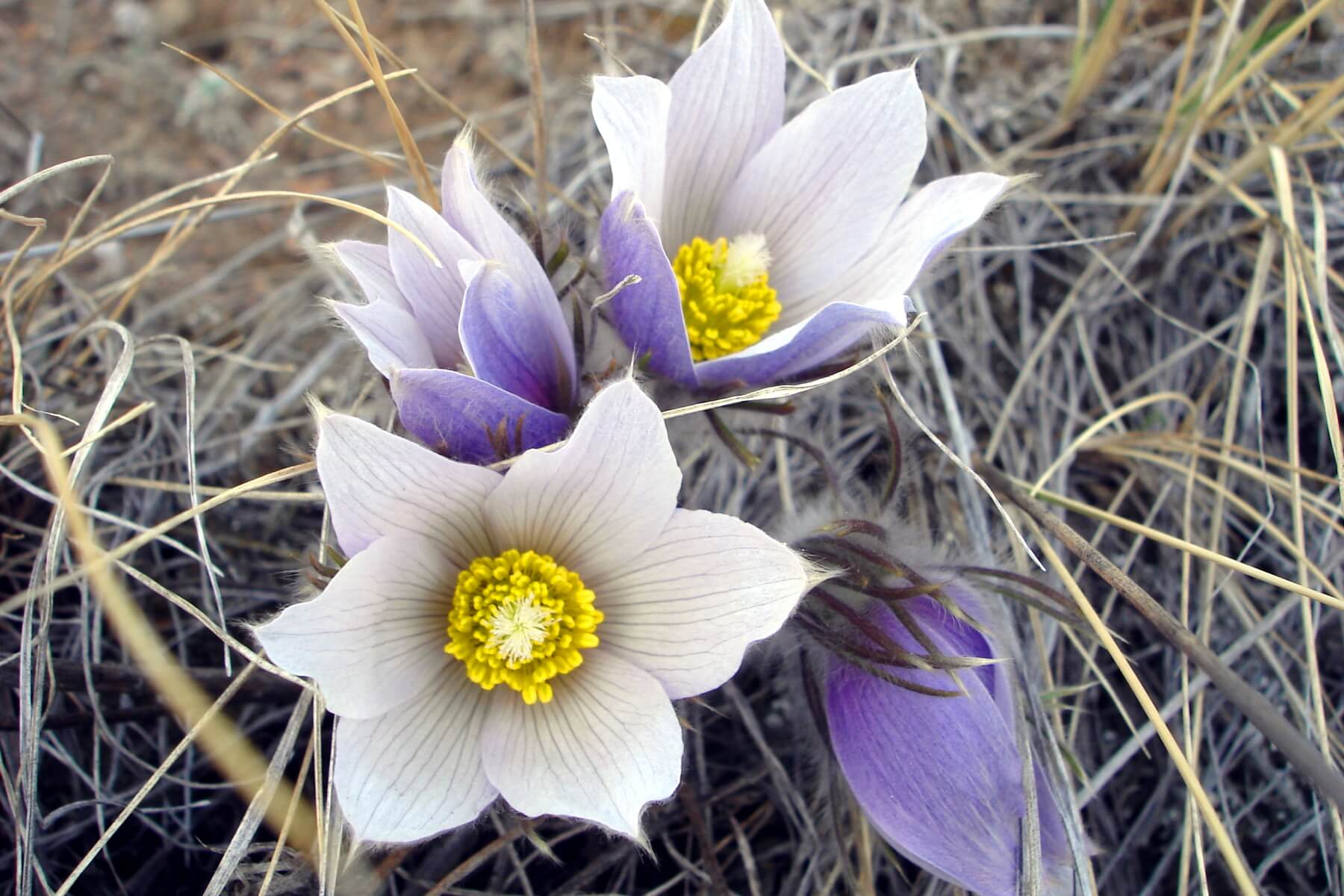 Manitoba’s floral emblem, the prairie crocus - Canada's Local Gardener ...