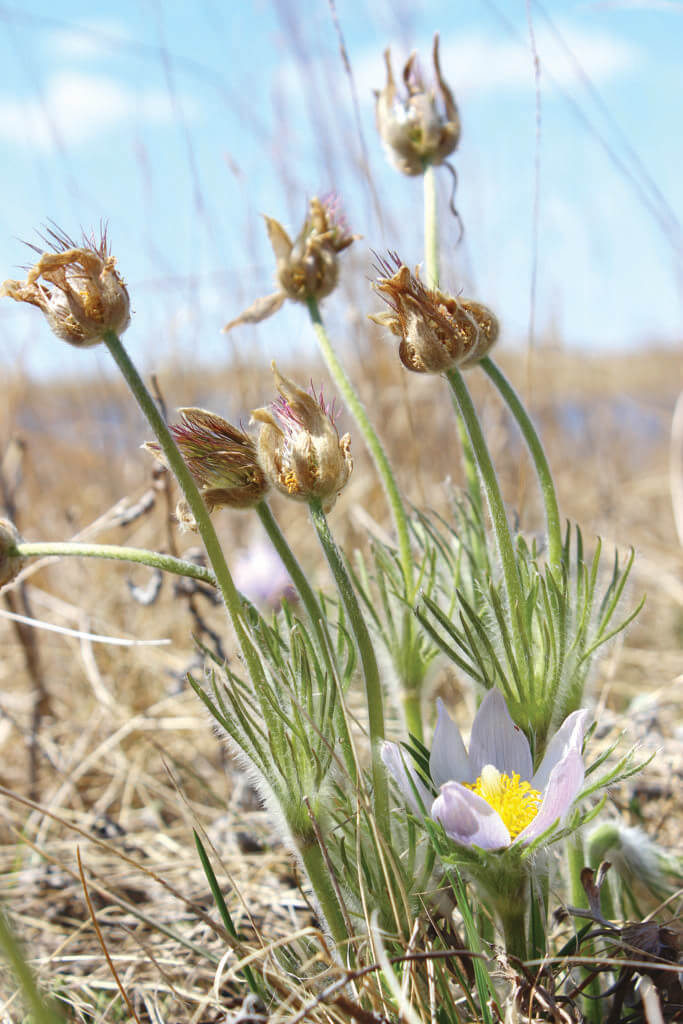Manitoba’s floral emblem, the prairie crocus - Canada's Local Gardener ...