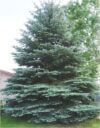 Canada's Mighty Spruce Trees - Canada's Local Gardener magazine
