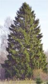 Canada's Mighty Spruce Trees - Canada's Local Gardener magazine
