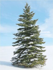 Canada's Mighty Spruce Trees - Canada's Local Gardener magazine