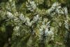 Canada's Mighty Spruce Trees - Canada's Local Gardener magazine