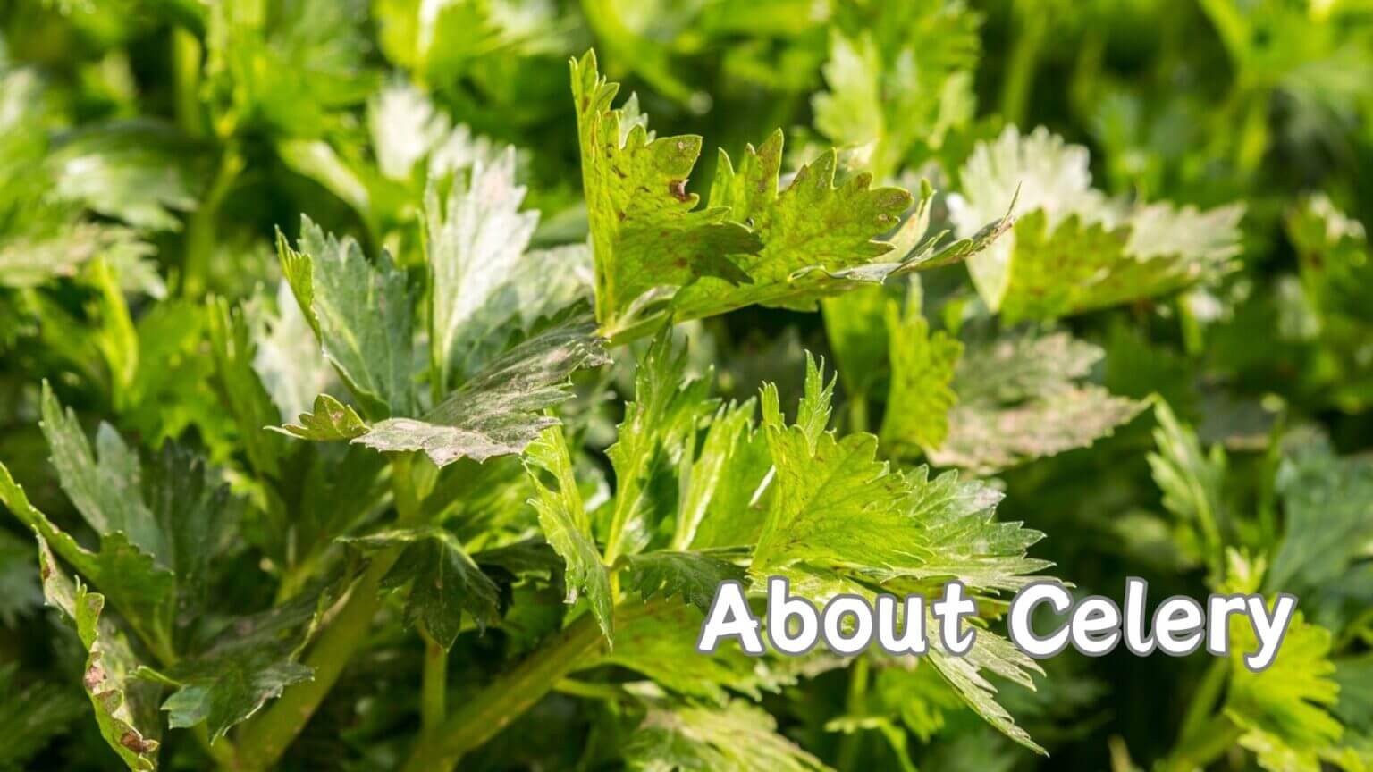 10 Neat Things About Celery - Canada's Local Gardener magazine