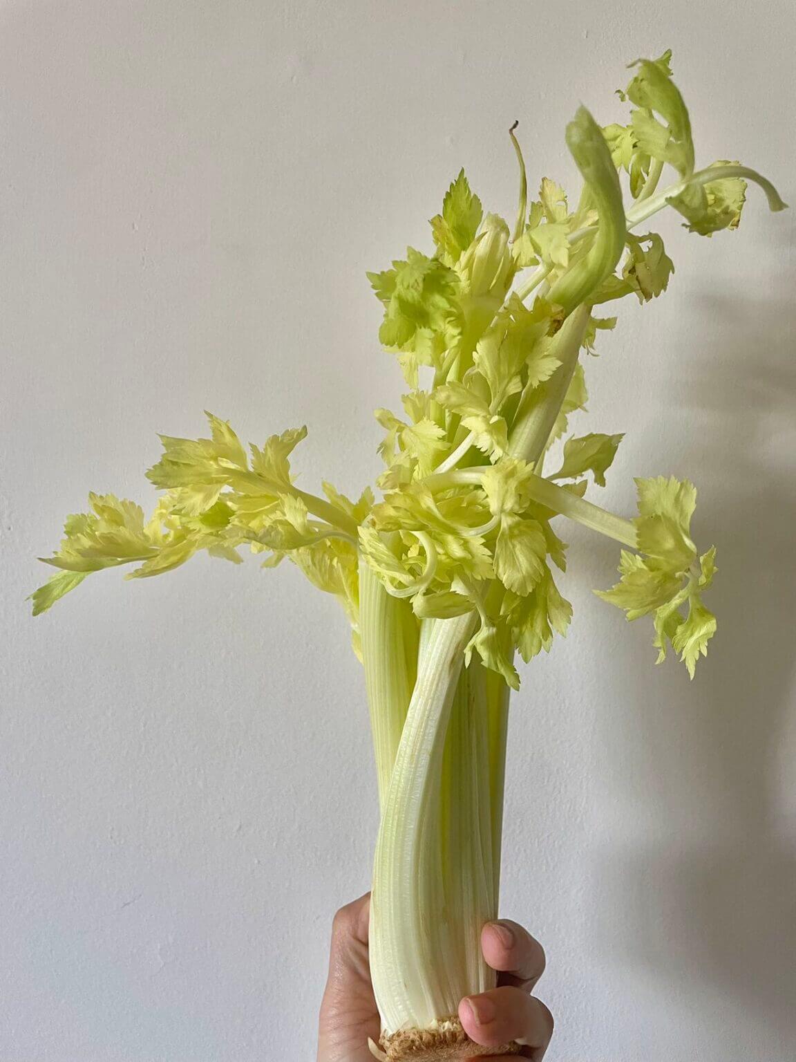 10 Neat Things About Celery - Canada's Local Gardener magazine