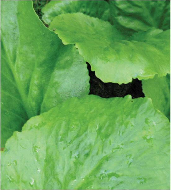 Plant Pig Squeak for Next Year - Canada's Local Gardener magazine